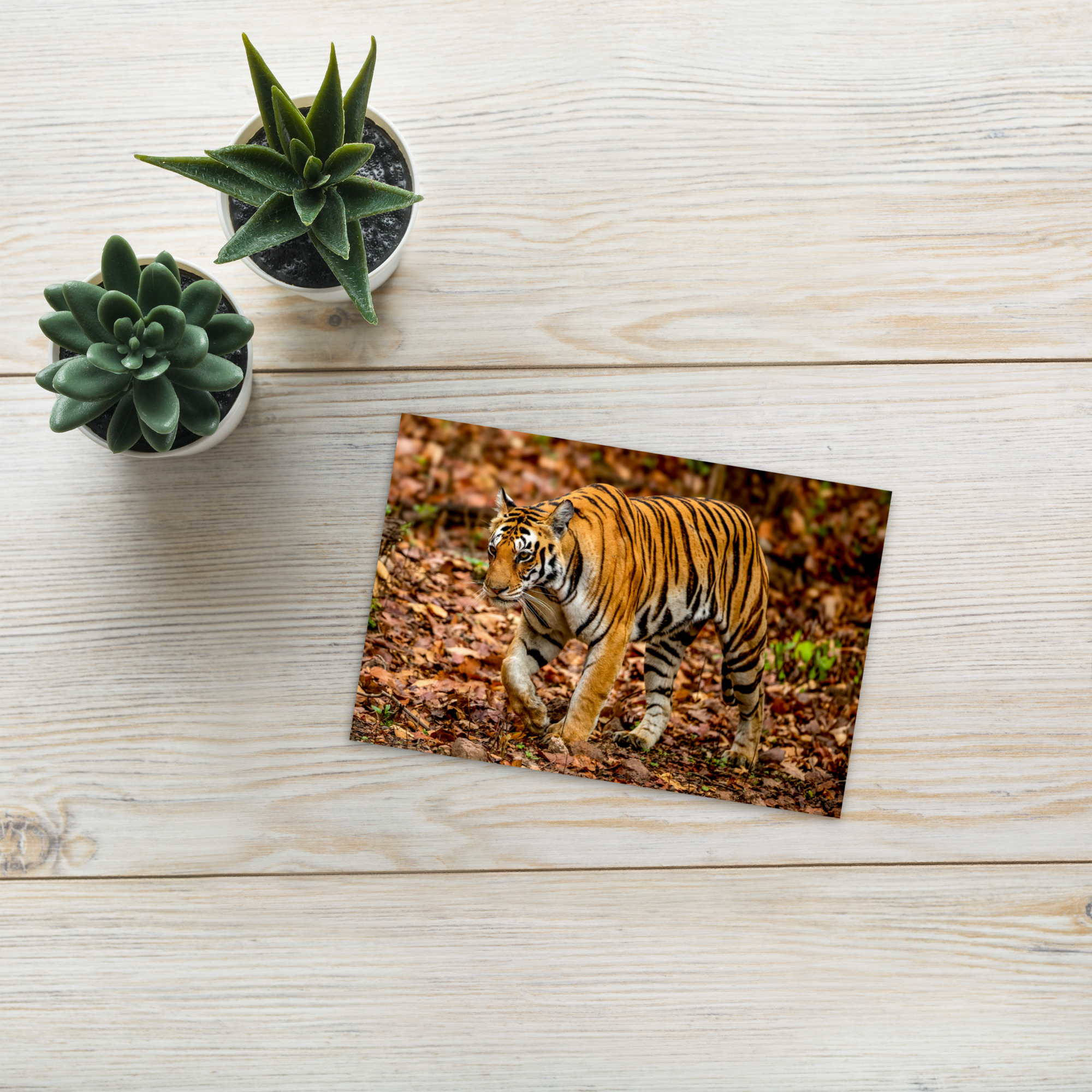 Tiger walking on fallen leaves - Postcard | Wildlife Vagabond